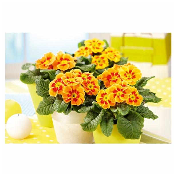 Primula Volmary Vulgaris Solena L11 Mix F1 - Merkur.si